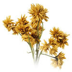 Marcela, planta curativa de América del Sur