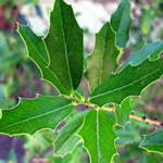 Congorosa o Concorosa, Molle espinoso, Maiteno.