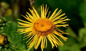 Beneficios del la Enula | Tusplantasmedicinales.com