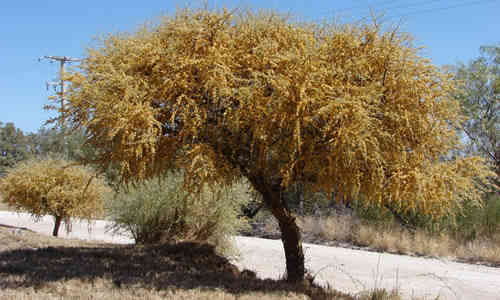 Chañar, árbol robusto de hasta 7 metros - Tusplantasmedicinales.com