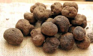 Trufas Hongos | Tusplantasmedicinales.com