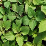 Pachuli como planta medicinal