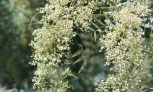 Anacahuita y sus Propiedades Curativas | Tusplantasmedicinales.com