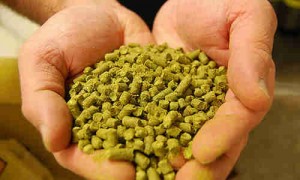 Beneficios del Lúpulo | Tusplantasmedicinales.com