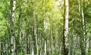 Arbol Abedul y sus Propiedades | Tusplantasmedicinales.com