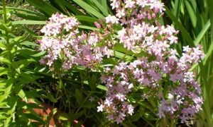 La Centaura Menor para la salud y la belleza | Tusplantasmedicinales.com