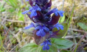 Planta Búgula | Tusplantasmedicinales.com