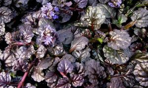 Planta Búgula | Tusplantasmedicinales.com