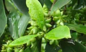 Anís Estrellado | Tusplantasmedicinales.com