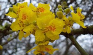 Chañar | Tusplantasmedicinales.com