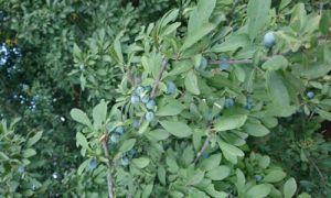 Endrino y sus Propiedades | Tusplantasmedicinales.com