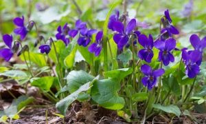 Violeta y sus 10 Remedios Caseros | Tusplantasmedicinales.com